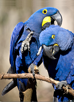 Macaw: Hyacinth – Parrots Portal